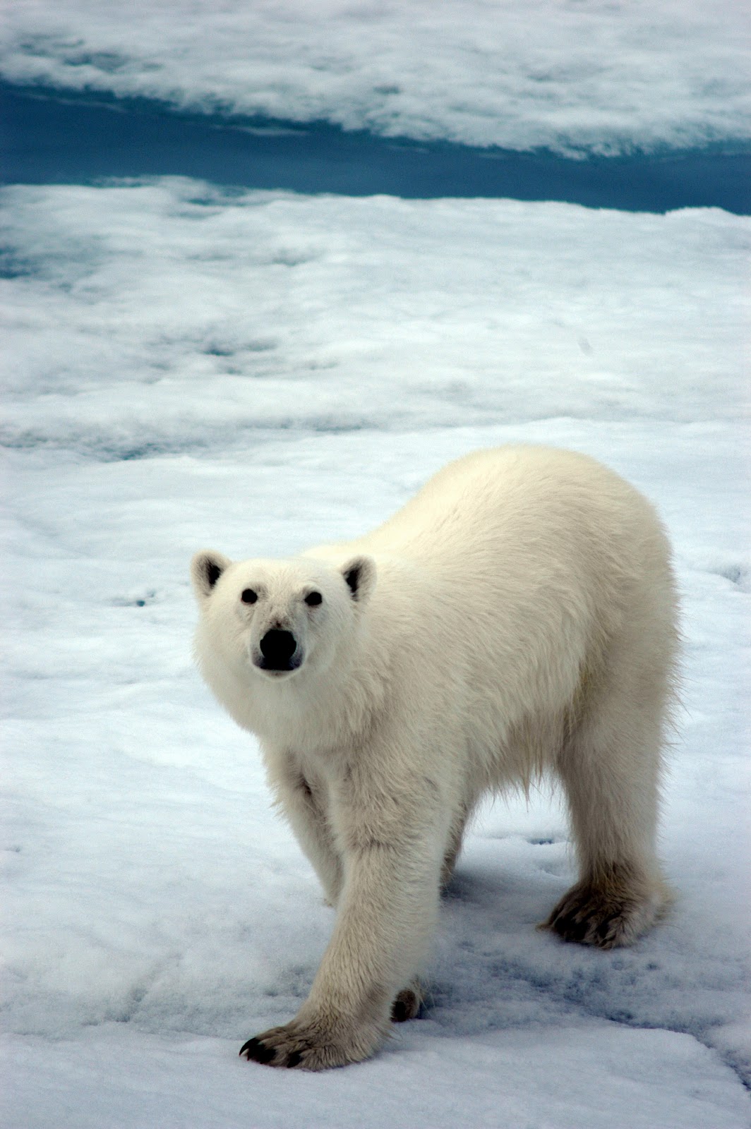 Polar Bear HD Wallpapers High Definition Free Background polar-bear-hd-wallpapers-high-definition-free-background