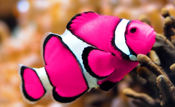 Clownfish Well Okie Dokie Then clownfish-well-okie-dokie-then