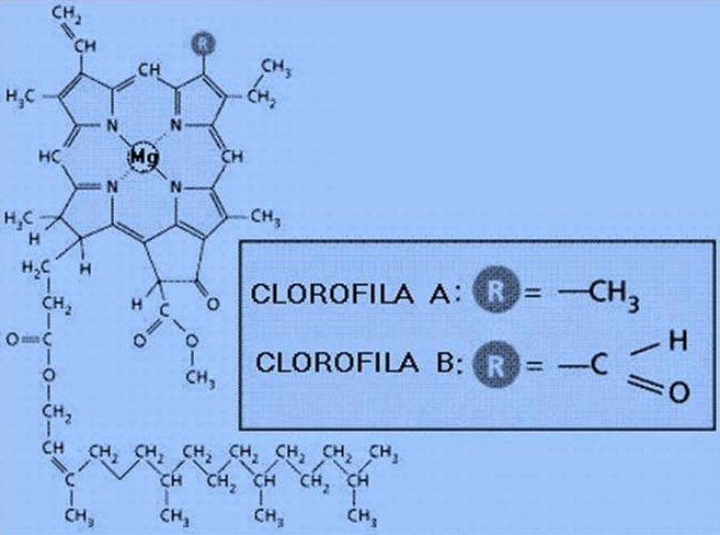 Molécula De Clorofila B