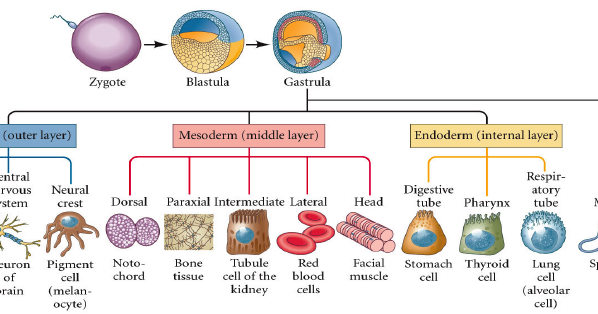Mad Pre-Med Mnemonics : The Three Primary Germ Layers