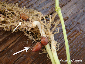 Reading Confetti: Magic Beans