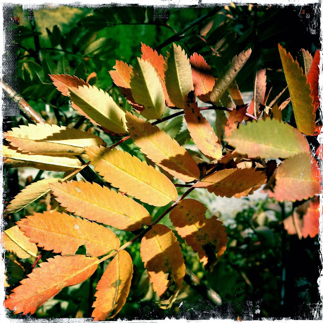 Découverte nature en Queyras: Pourquoi les feuilles jaunissent et ...