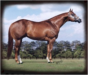 Bandera Horse Judging: Welcome to Banera FFA Horse Judging!