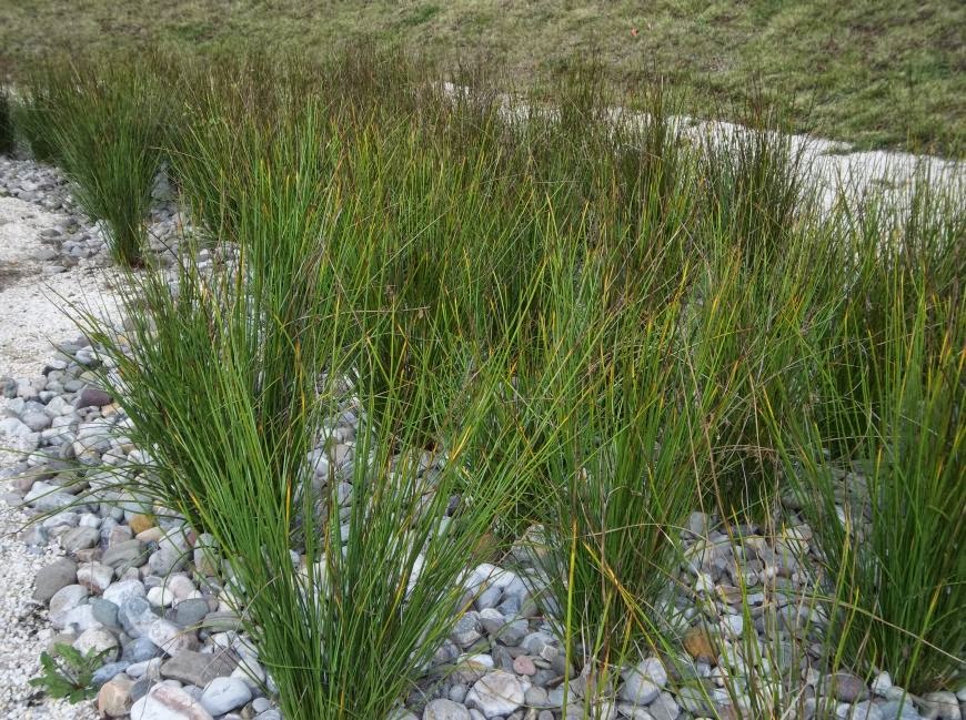 Juncus Effusus Massing