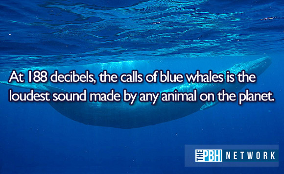 10 Amazing Facts About Ocean Animals 10 Pics Amazing Creatures 10-amazing-facts-about-ocean-animals-10-pics-amazing-creatures