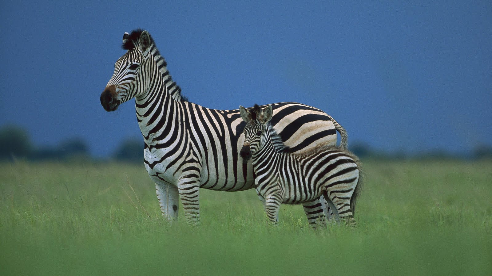 Zebra Wallpapers Zebra Images Zebra Photos Zebra Pictures High zebra-wallpapers-zebra-images-zebra-photos-zebra-pictures-high