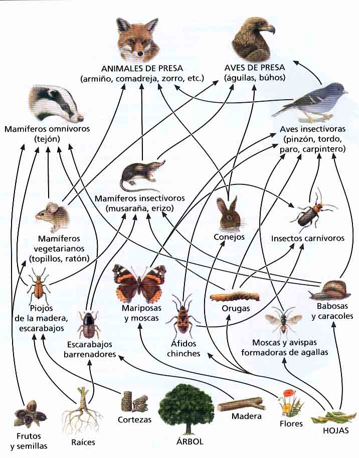 Desde las gavetas de mi escritorio: ¿Cómo fluye la energía y la materia ...