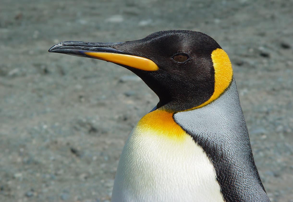 Emperor Penguin emperor-penguin