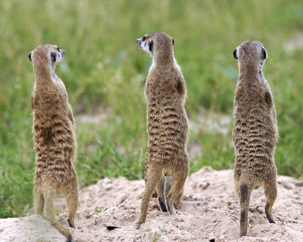 Meerkats Wallpapers Fun Animals Wiki Videos Pictures Stories meerkats-wallpapers-fun-animals-wiki-videos-pictures-stories