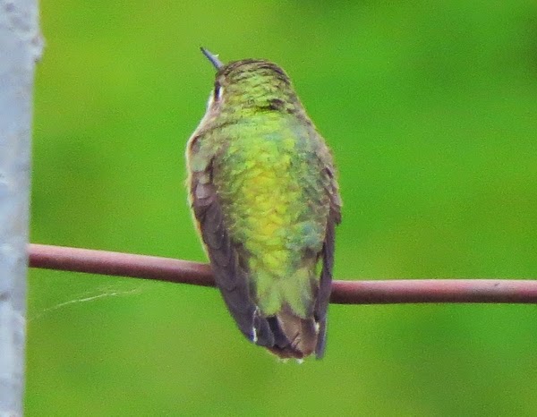 Study Female Calliope Hummingbird In Umpqua Matt Hunter study-female-calliope-hummingbird-in-umpqua-matt-hunter