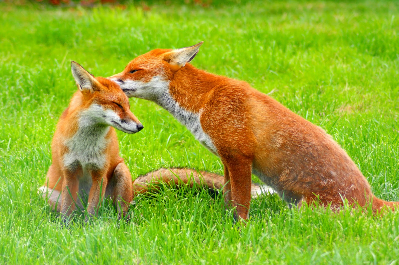 Red Fox Facts | Animals Blog
