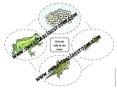 Frog Life Cycle In Spanish