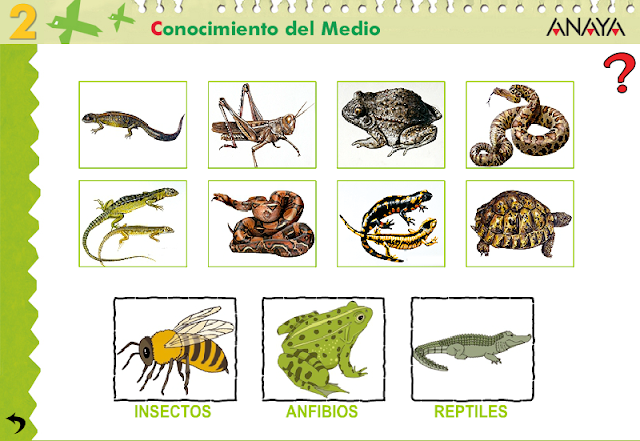 APRENDER ES DIVERTIDO 1º Y 2º: Los insectos, anfibios y reptiles.