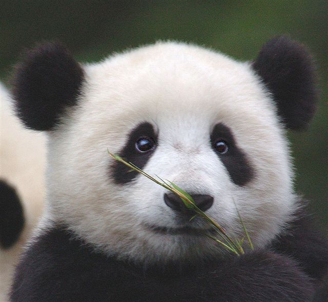 The 39 Steeps Panda Poop Tea Just What We ve Been Waiting For the-39-steeps-panda-poop-tea-just-what-we-ve-been-waiting-for