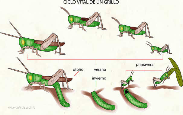 CICLO VIDA ANIMAL