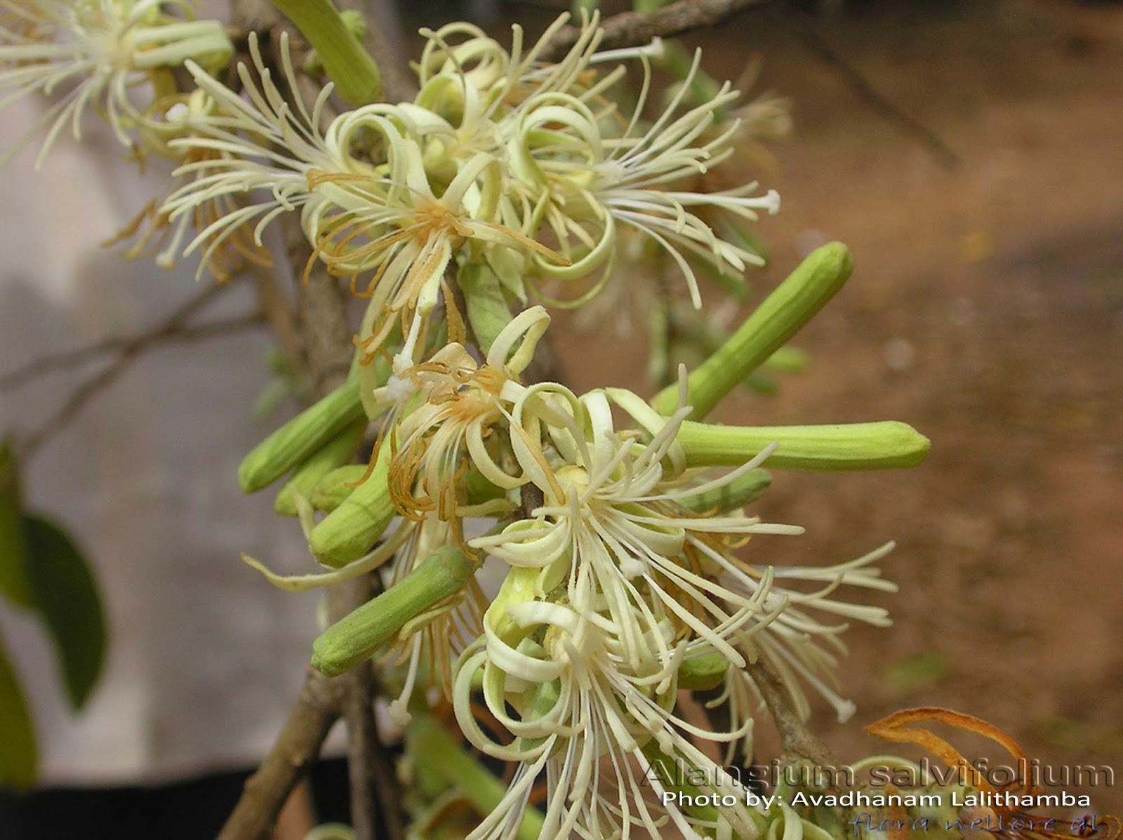 Medicinal Plants Alangium Salviifolium Uduga Ankola medicinal-plants-alangium-salviifolium-uduga-ankola