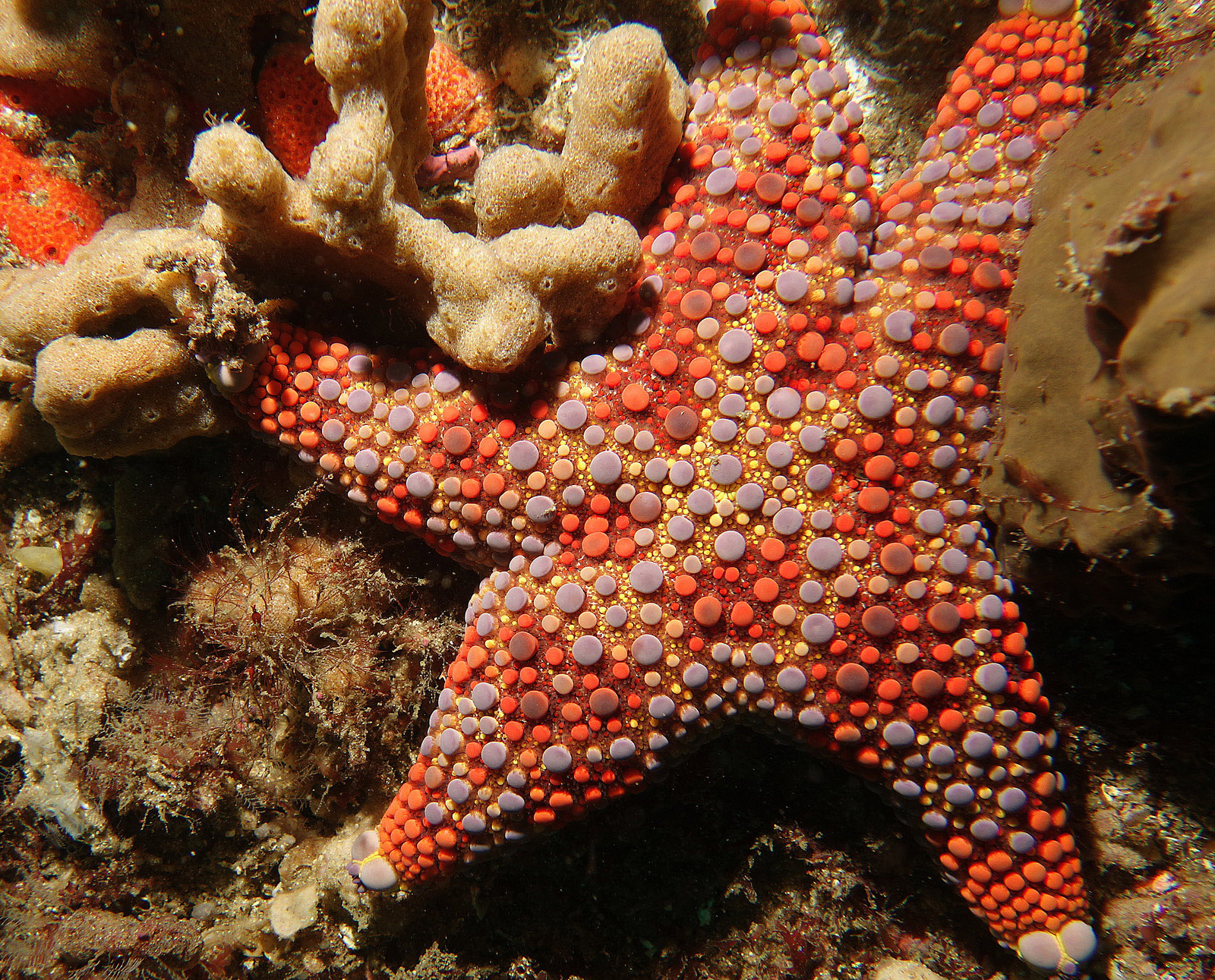 Real Monstrosities: Firebrick Starfish