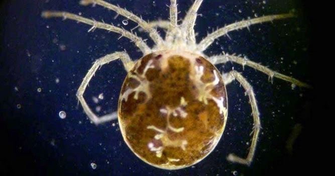 Variety of Life: Atractides