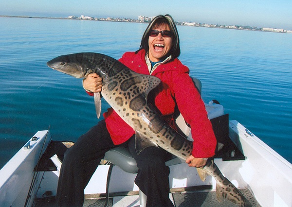 Big Fishes Of The World SHARK LEOPARD Triakis Semifasciata big-fishes-of-the-world-shark-leopard-triakis-semifasciata
