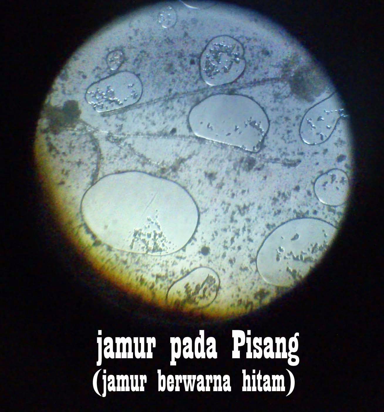 laporan pengamatan jamur: laporan praktikum pengamatan jamur laporan pengamatan jamur: laporan praktikum pengamatan jamur