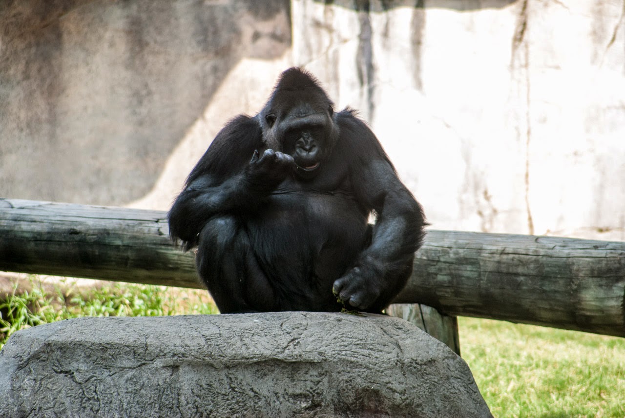 Committed Stitcher: Apes And Ruminants