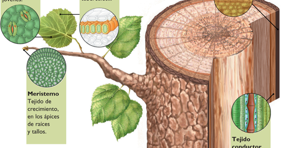 Tejidos Animales y Tejidos Vegetales: Tejidos Vegetales