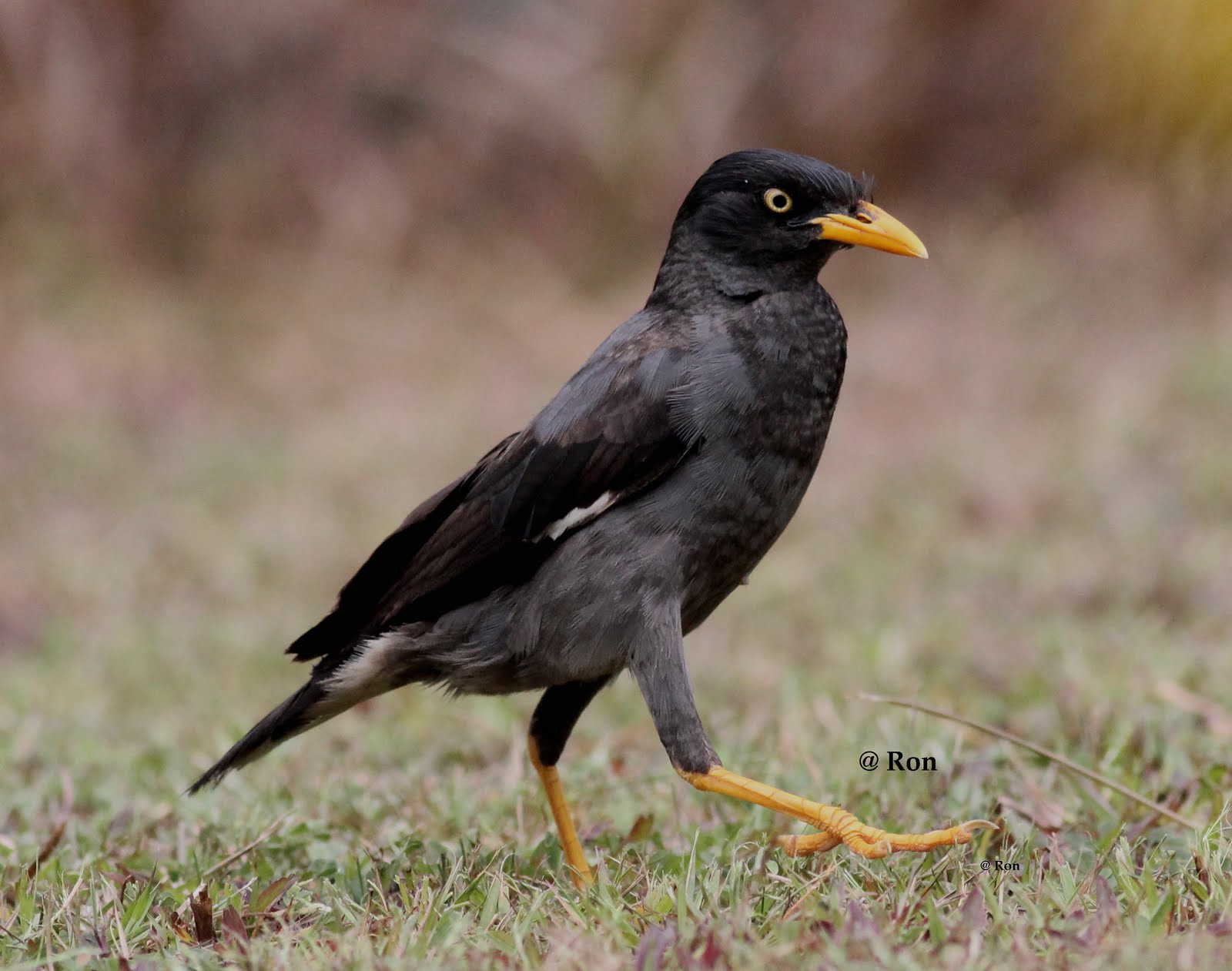 Javan Myna (Acridotheres javanicus)