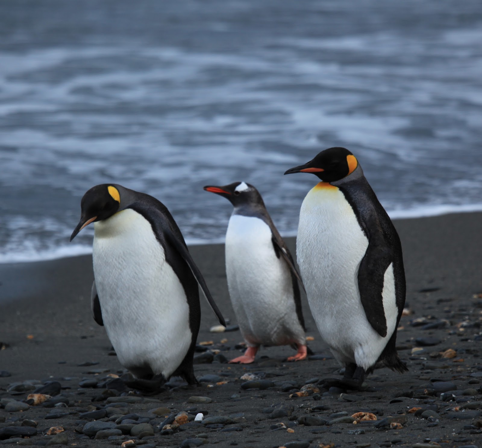 Wild Life Cute Penguin Wild Birds wild-life-cute-penguin-wild-birds