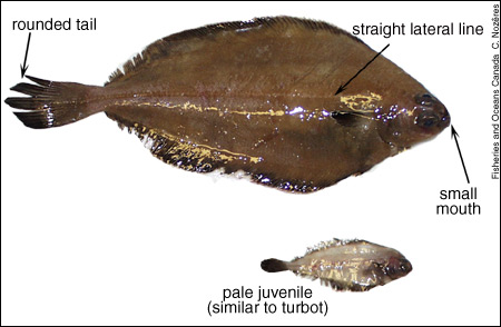 Especies marinas de interes bromatologico: Glyptocephalus cynoglossus : Mendo - Gallo ingles ...