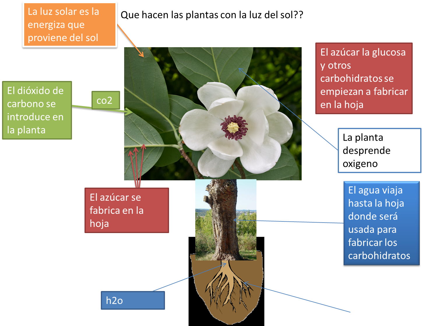 blog ciencias naturales: Que hacen las plantas con la luz del sol?
