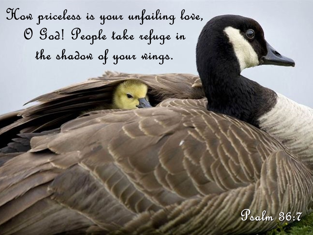 His Word In Pictures Psalm 36 7 his-word-in-pictures-psalm-36-7