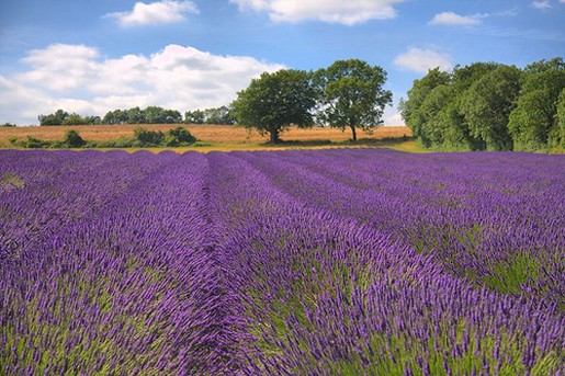 Lavender Harumnya Menenangkan - Shad | Beauty & Lifestyle Blogger Lavender Harumnya Menenangkan - Shad | Beauty & Lifestyle Blogger