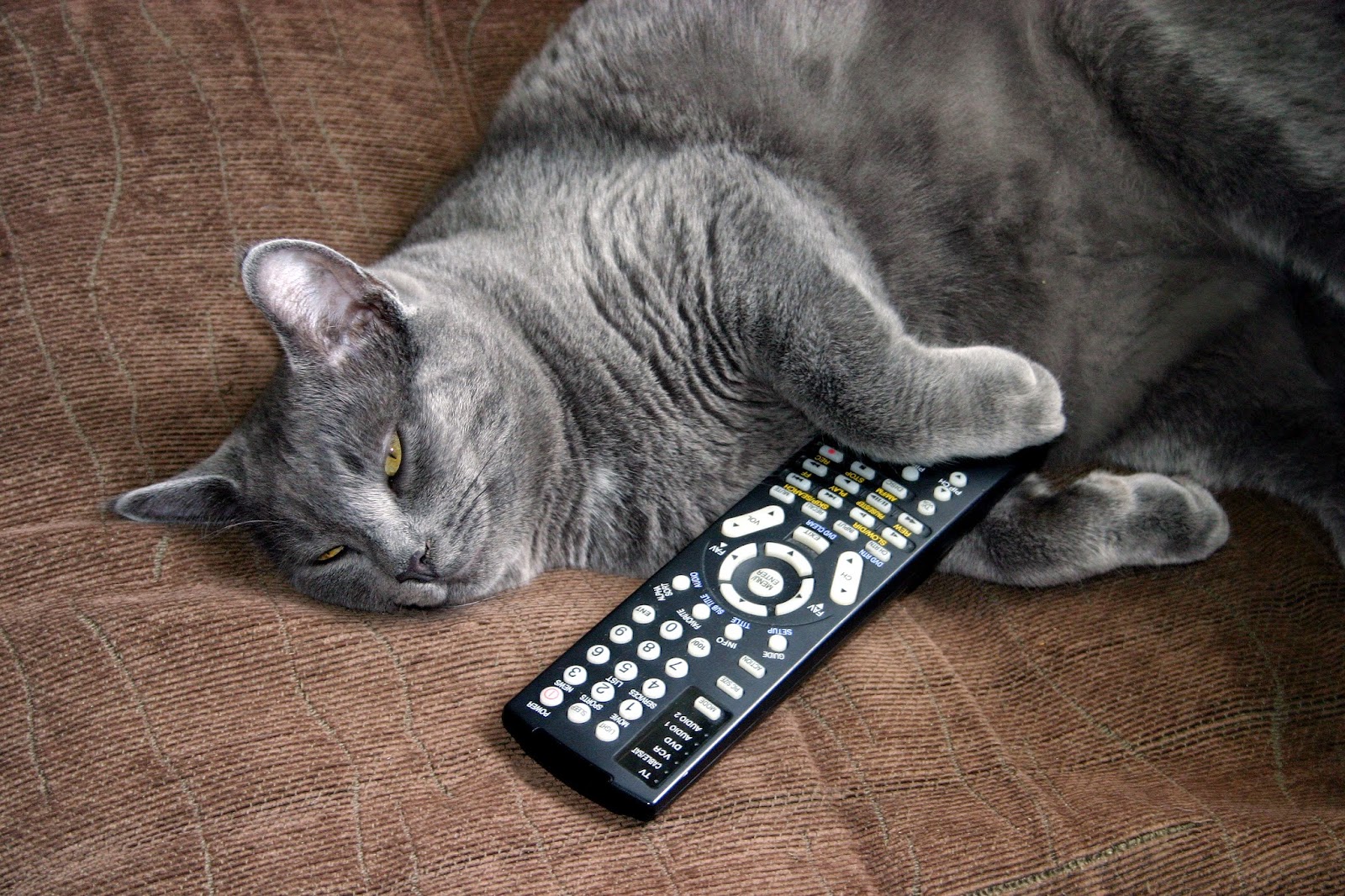 If They Could Talk 8 Exercise Games For Indoor Cats if-they-could-talk-8-exercise-games-for-indoor-cats