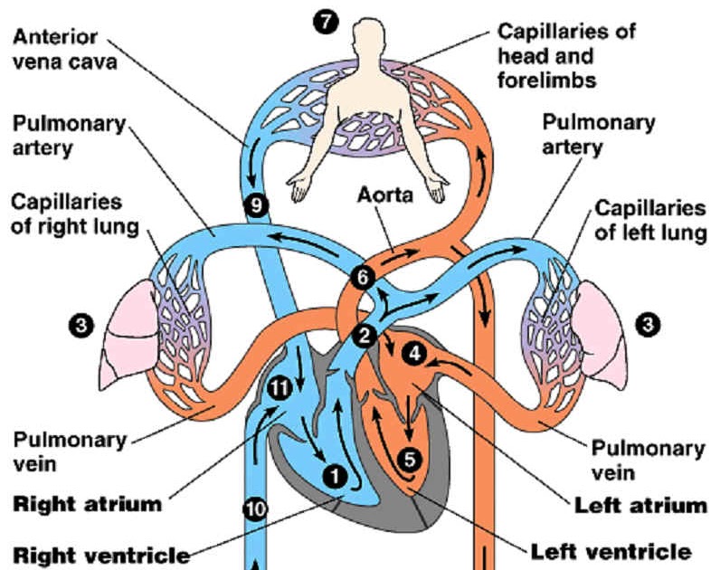 Science: CIRCULATORY SYSTEM