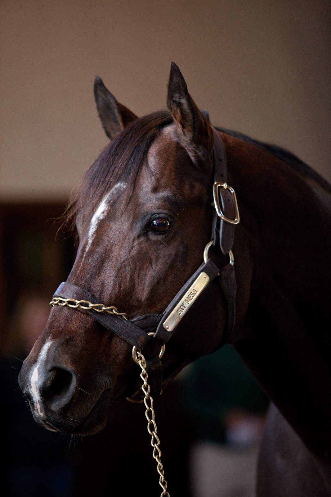 Past the Grandstand: Stallion Feature: Sky Mesa Past the Grandstand: Stallion Feature: Sky Mesa