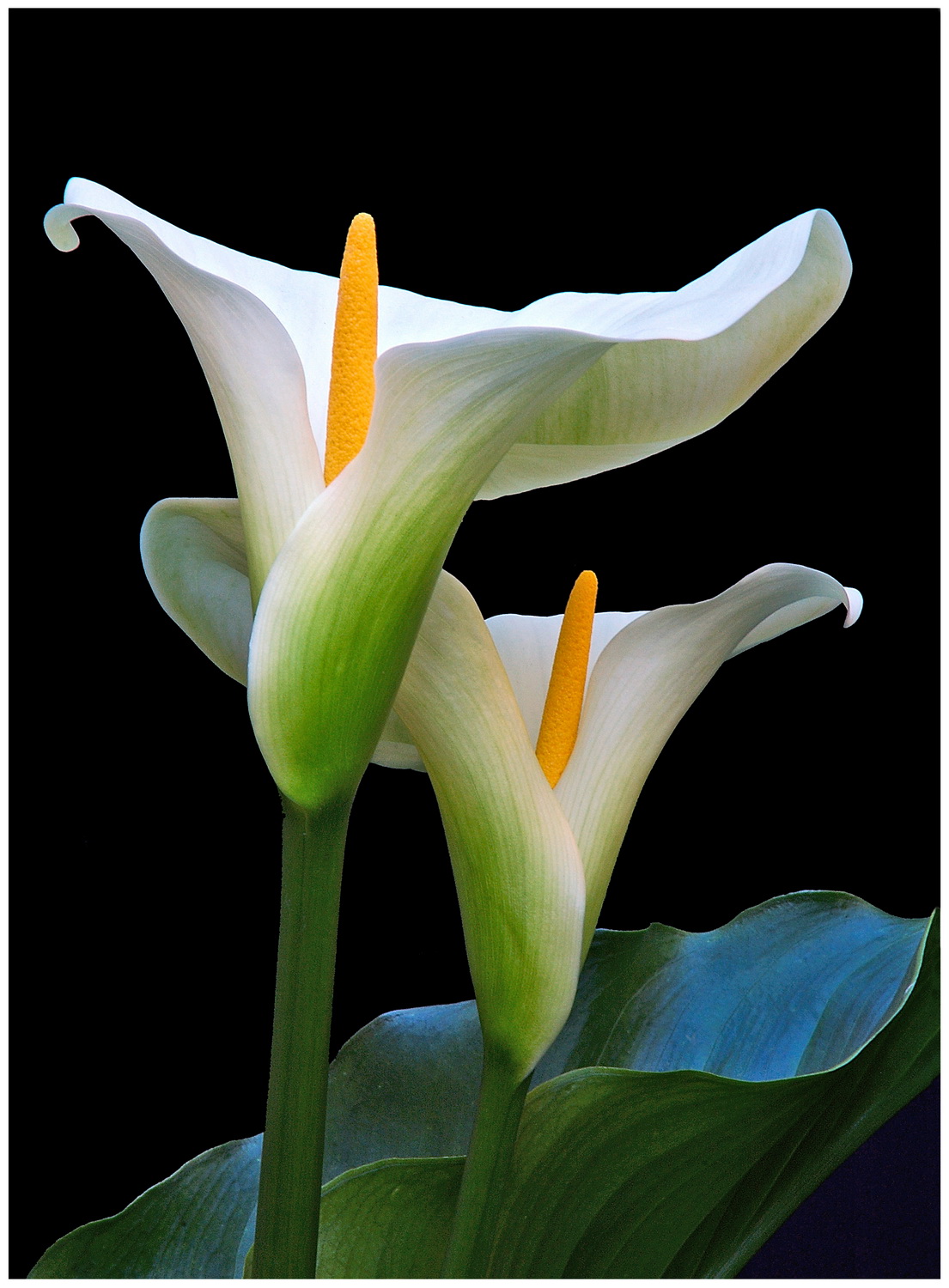 Flowers For Flower Lovers Arum Flowers Pictures flowers-for-flower-lovers-arum-flowers-pictures
