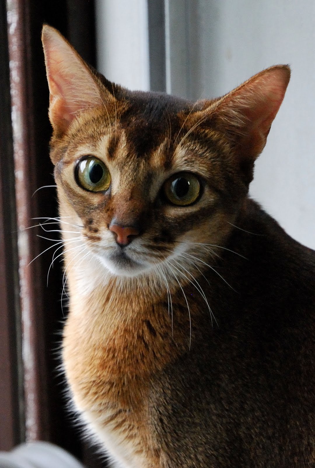 What Is Your Pet s Name And Why AskReddit what-is-your-pet-s-name-and-why-askreddit