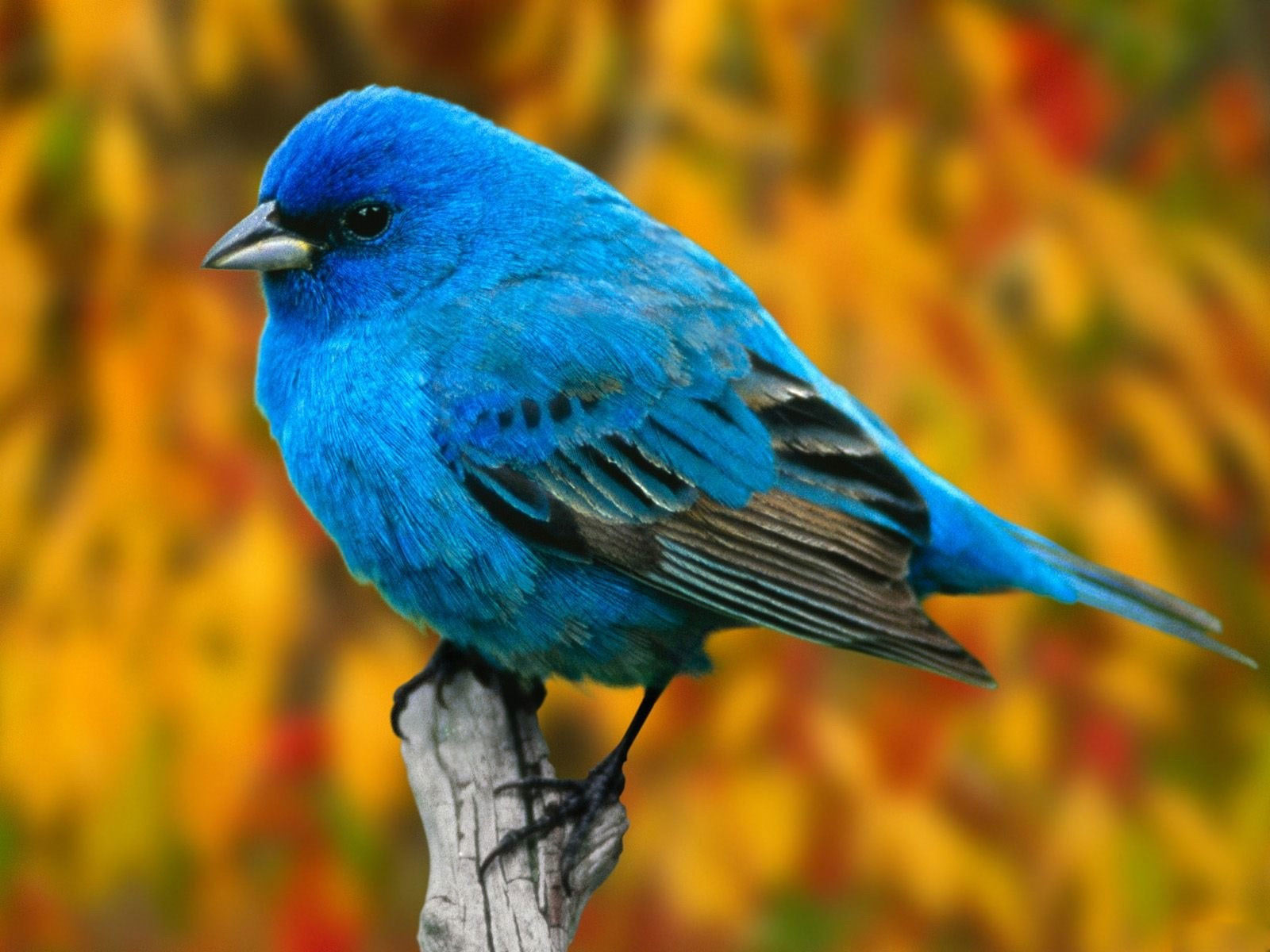 Blue Birds Wallpapers Entertainment Only blue-birds-wallpapers-entertainment-only