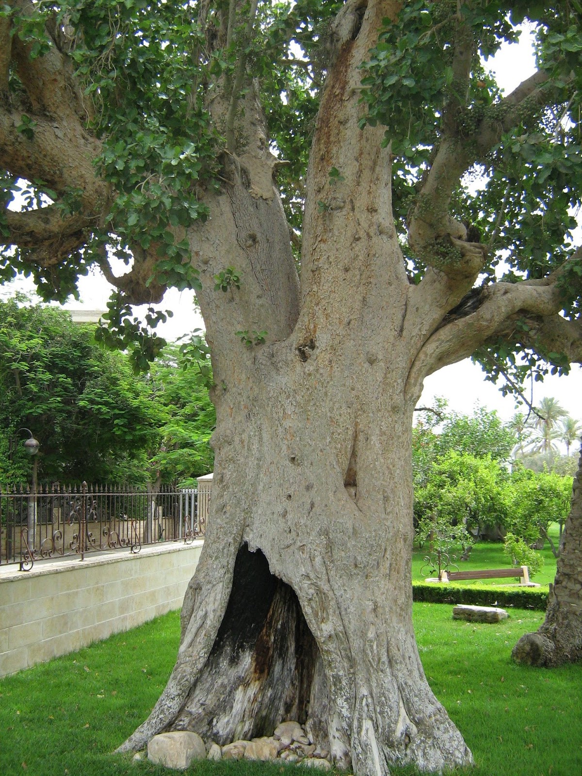 Why Will You Climb A Tree why-will-you-climb-a-tree