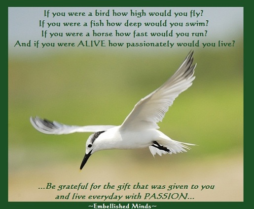 All Photos Gallery Bird Flying Quotes Flight Quotes all-photos-gallery-bird-flying-quotes-flight-quotes