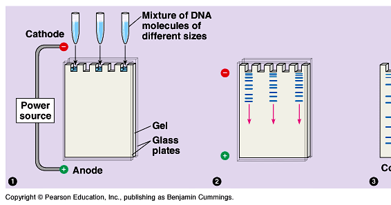 Gel Electrophoresis Lab: Principles of Gel Electrophoresis