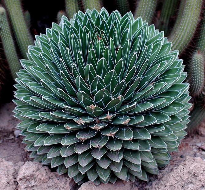 25 Stunning Examples Of Geometrical Order In Nature 25 Stunning Examples Of Geometrical Order In Nature