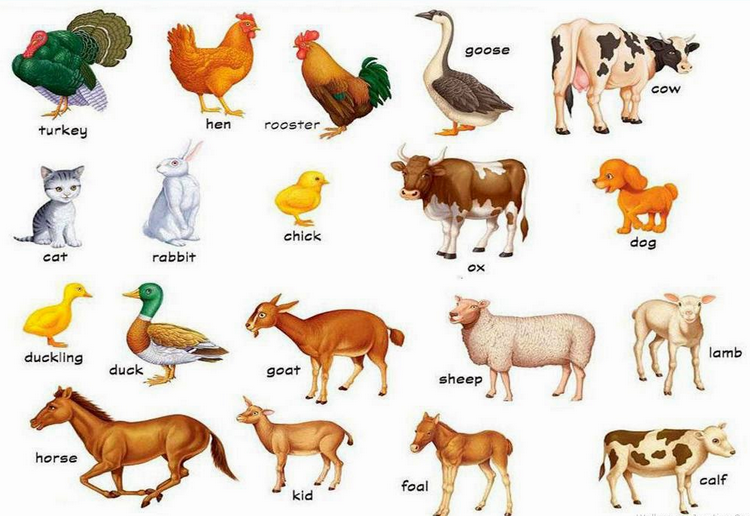 LOS ANIMALES DOMESTICOS : 2015