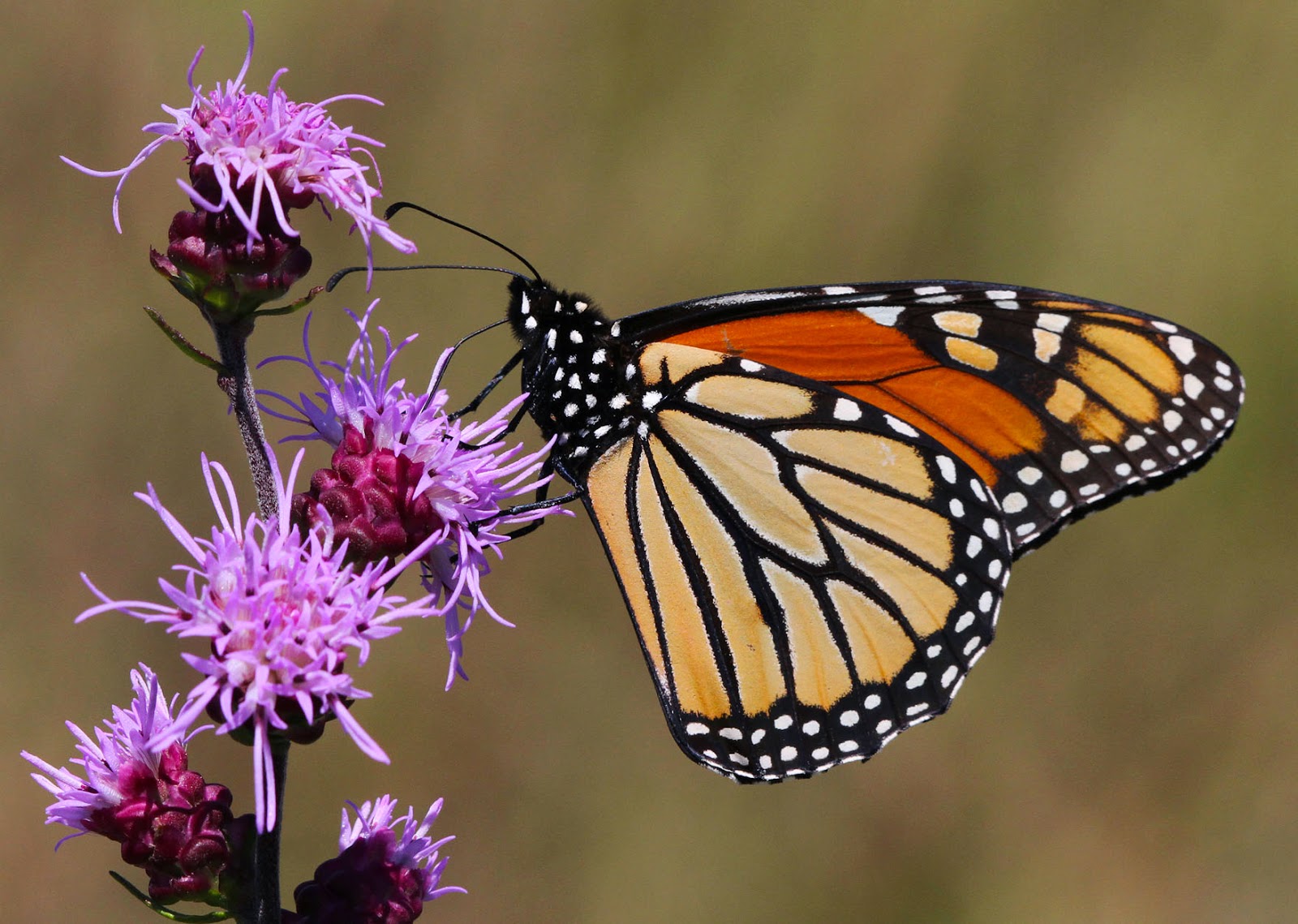 All of Nature: Monarch Butterflies Start Migration