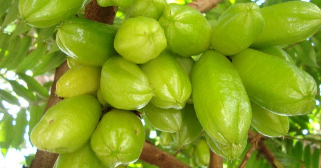 Kandungan Belimbing Wuluh