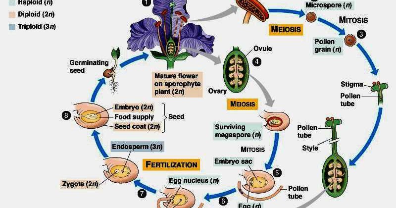 Reproduksi Tumbuhan Berbiji Tertutup