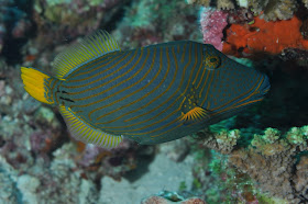 Real Monstrosities: Triggerfish