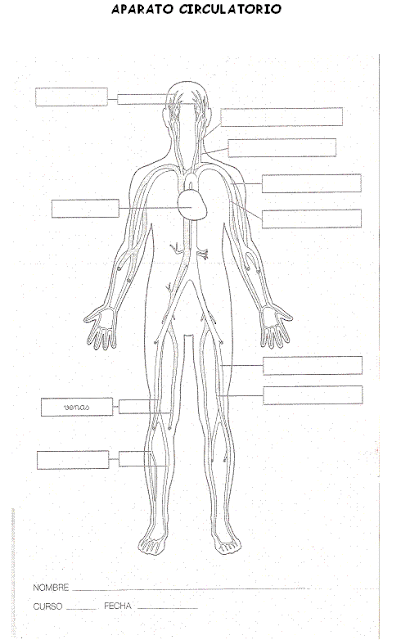 Recursos didácticos para profesores: Ciencias: Practicas para imprimir ...