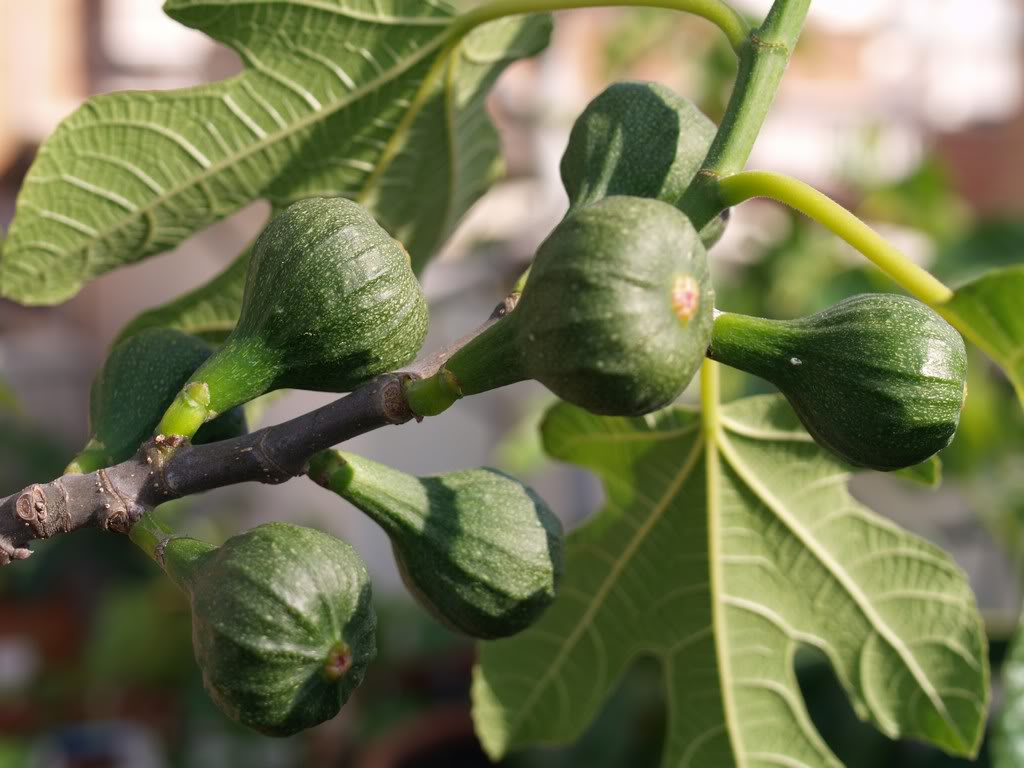 The Emmaus Table Fig Trees Passings And New Growth the-emmaus-table-fig-trees-passings-and-new-growth