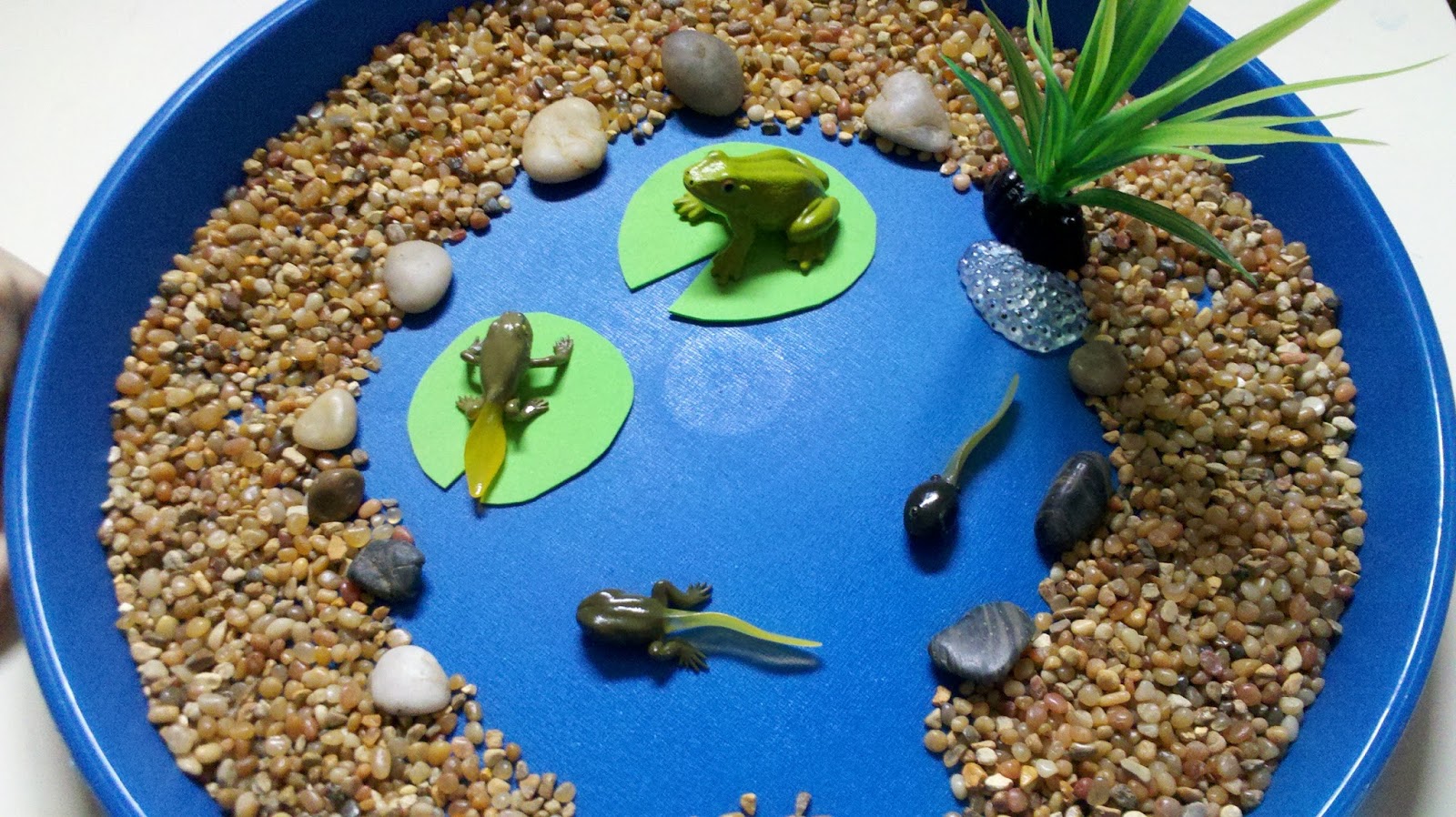 The Life Cycle Of A Frog ANIMAL LIFE CYCLE the-life-cycle-of-a-frog-animal-life-cycle